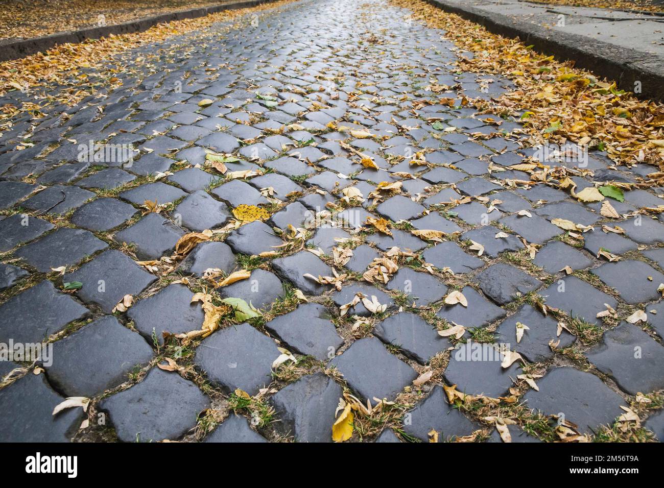 polished stone paving stones with yellow fallen leaves Stock Photo - Alamy
