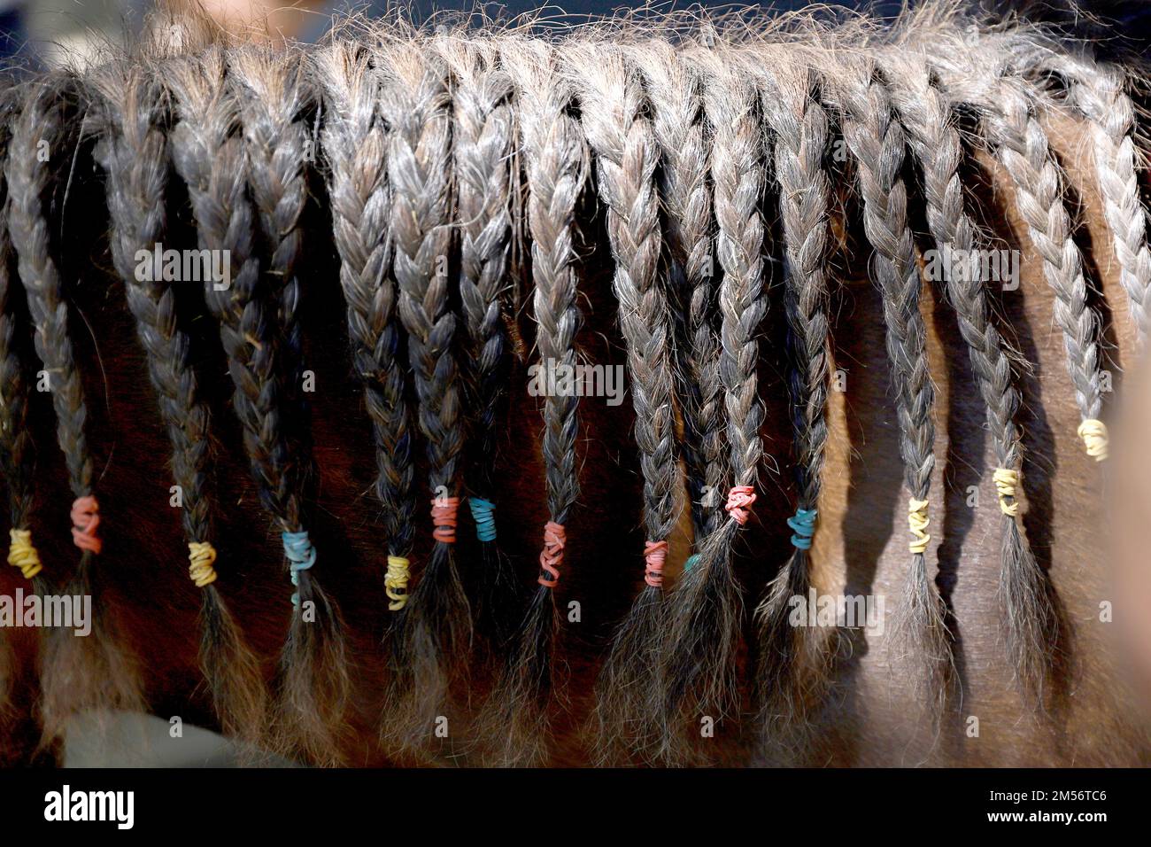 Details of braided pigtail on horse mane. Neck close up of a young ...