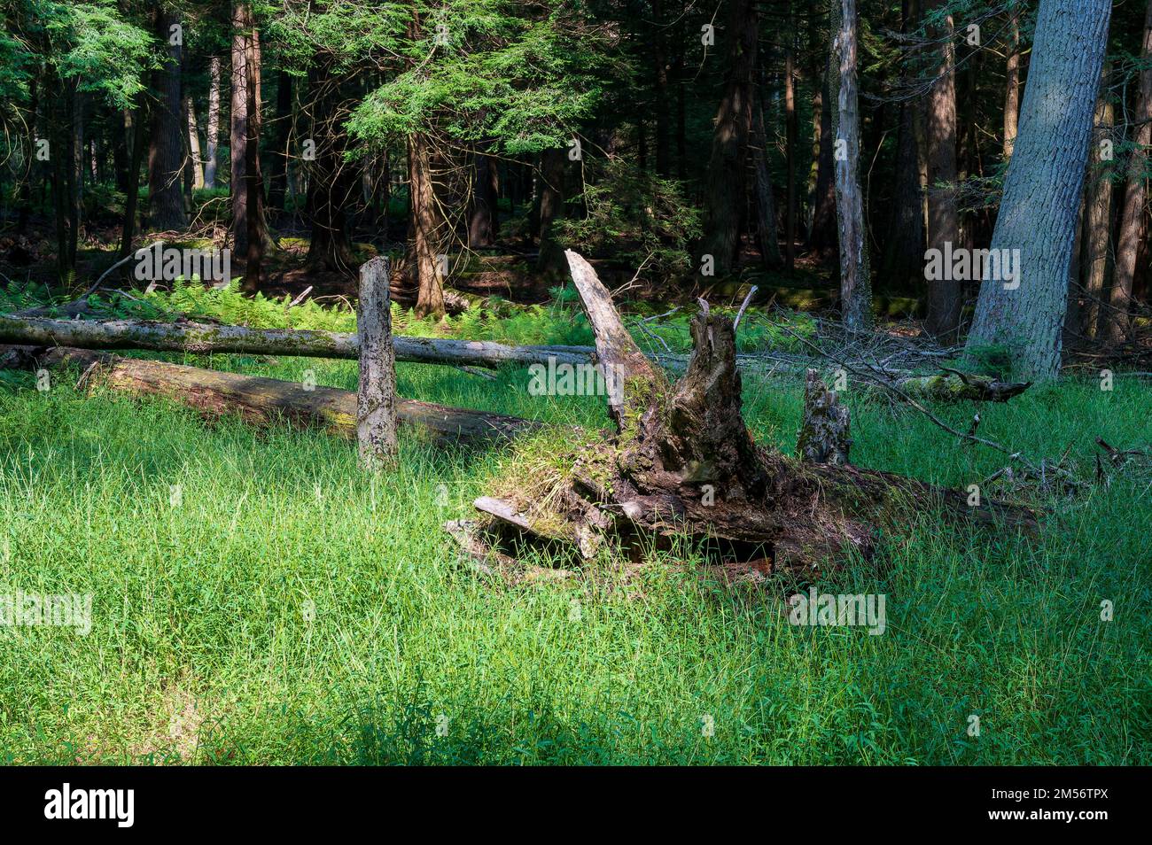 Old rotting tree stump from fallen tree in Cook Forest Pennsylvania ...