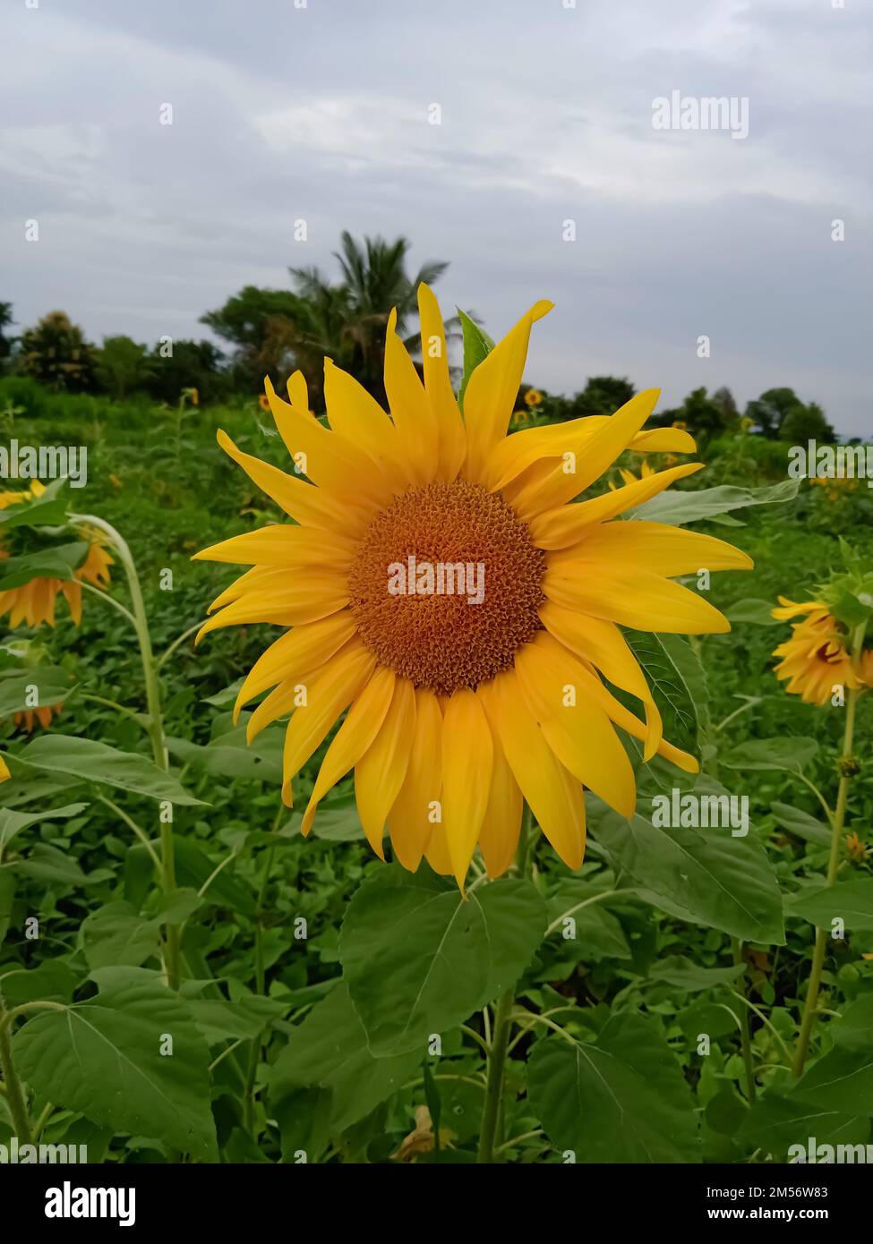 A vertical shot of the sunflowers in the field Stock Photo - Alamy