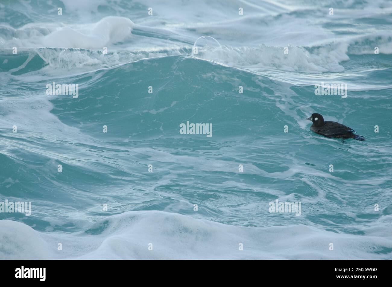 Female harlequin duck Histrionicus histrionicus. Shiretoko Peninsula ...