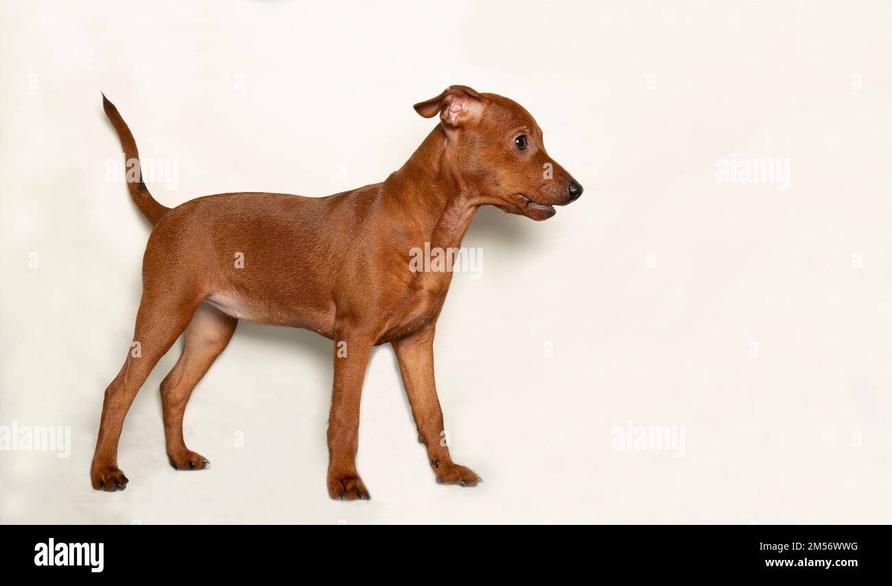 Funny puppy stands sideways on a light background. A brown, playful ...