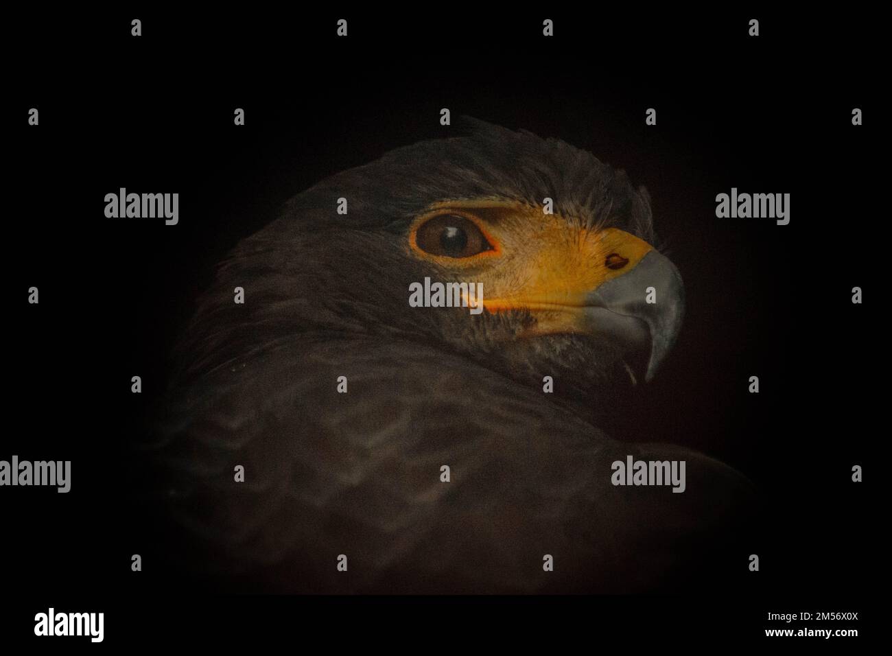 The Black Eagle Ictinaetus Malaiensis Stock Photo Alamy