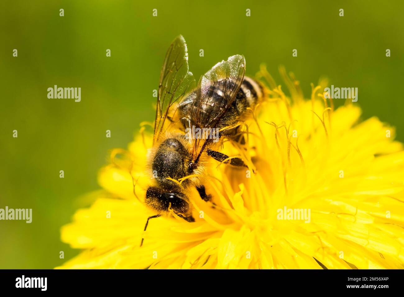 Bee on a Dandelion flower. Close up of a honey bee collecting pollen ...