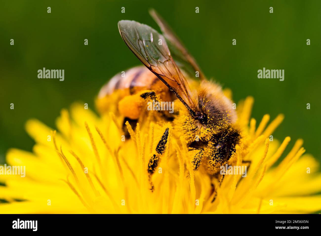 Bee on a Dandelion flower. Close up of a honey bee collecting pollen ...