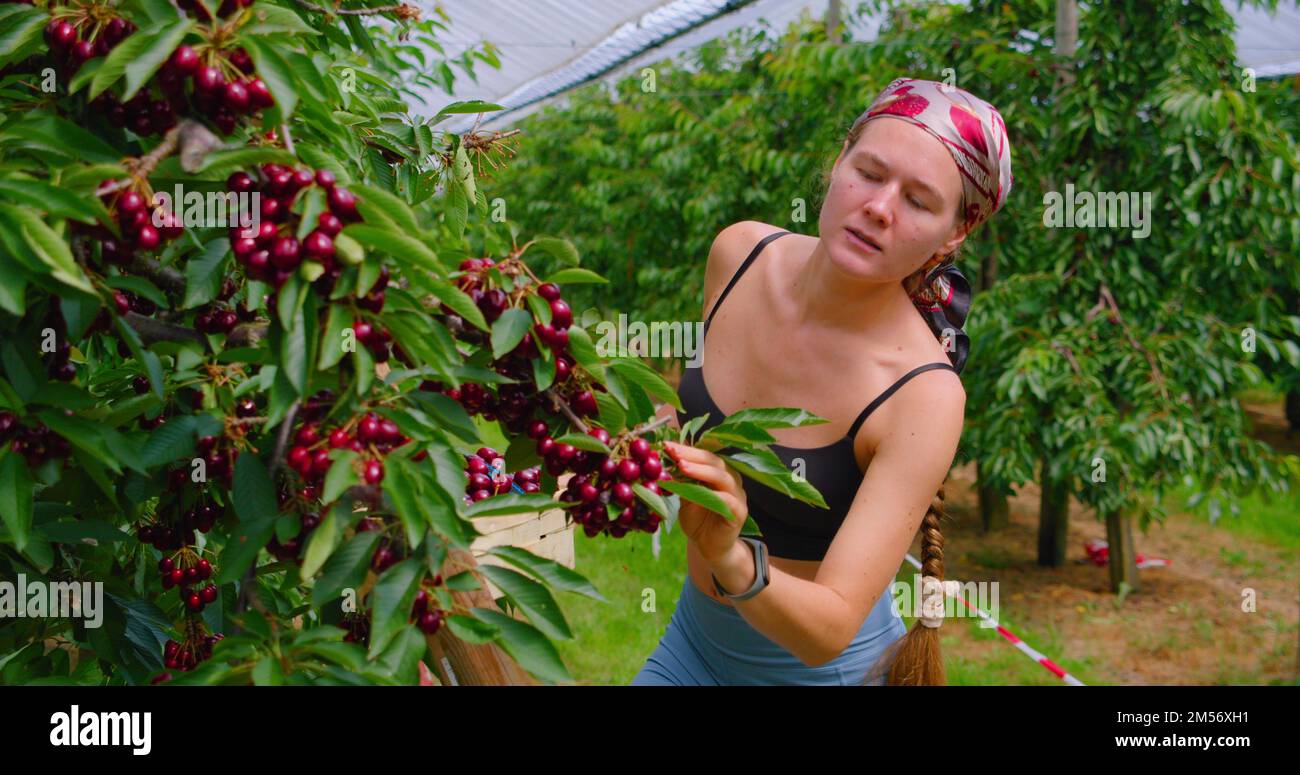 Self picking cherry plantation hi-res stock photography and images - Alamy