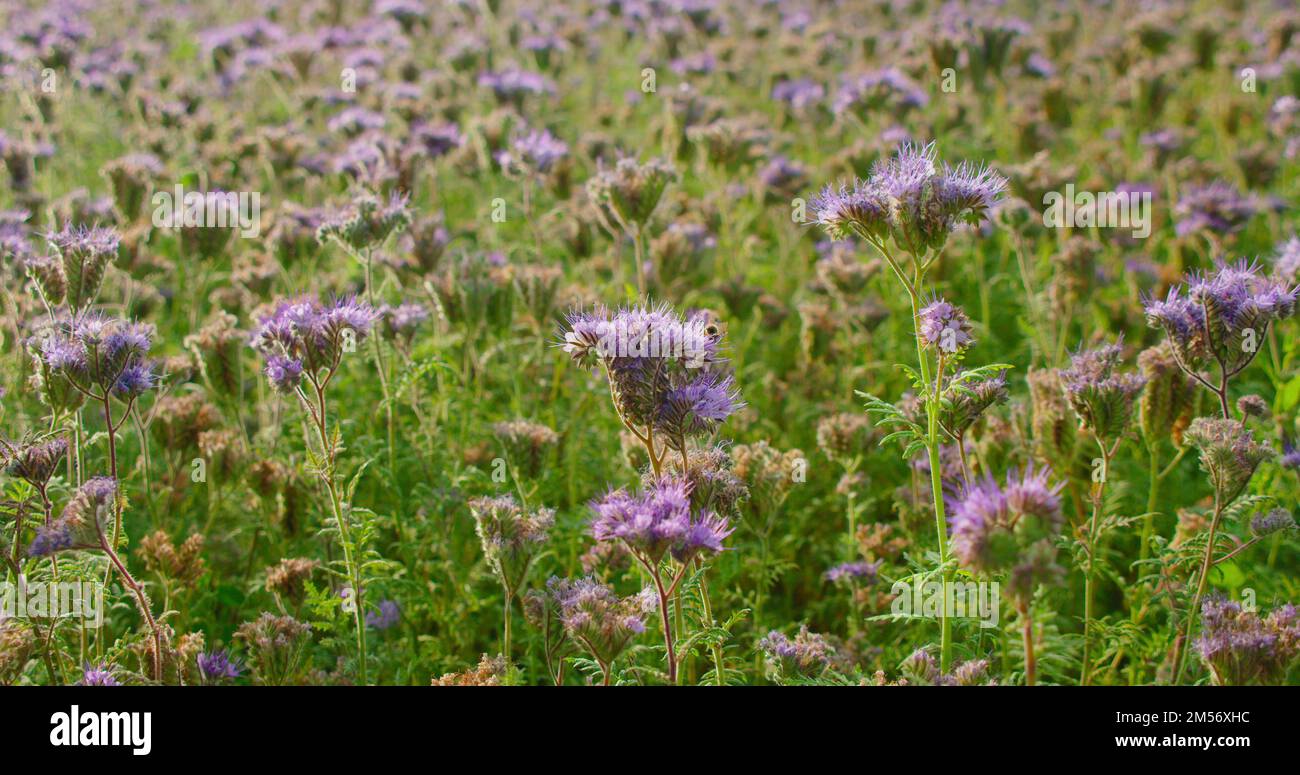Purple medicinal flowers in field. Honey bees polinate plants. Phacelia ...