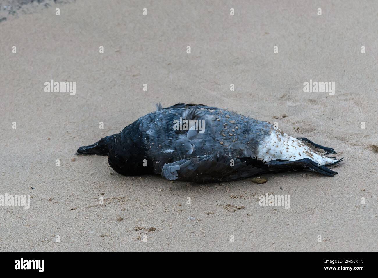 Selective focus photo. Dead body of brant goose bird lies on sand Stock ...