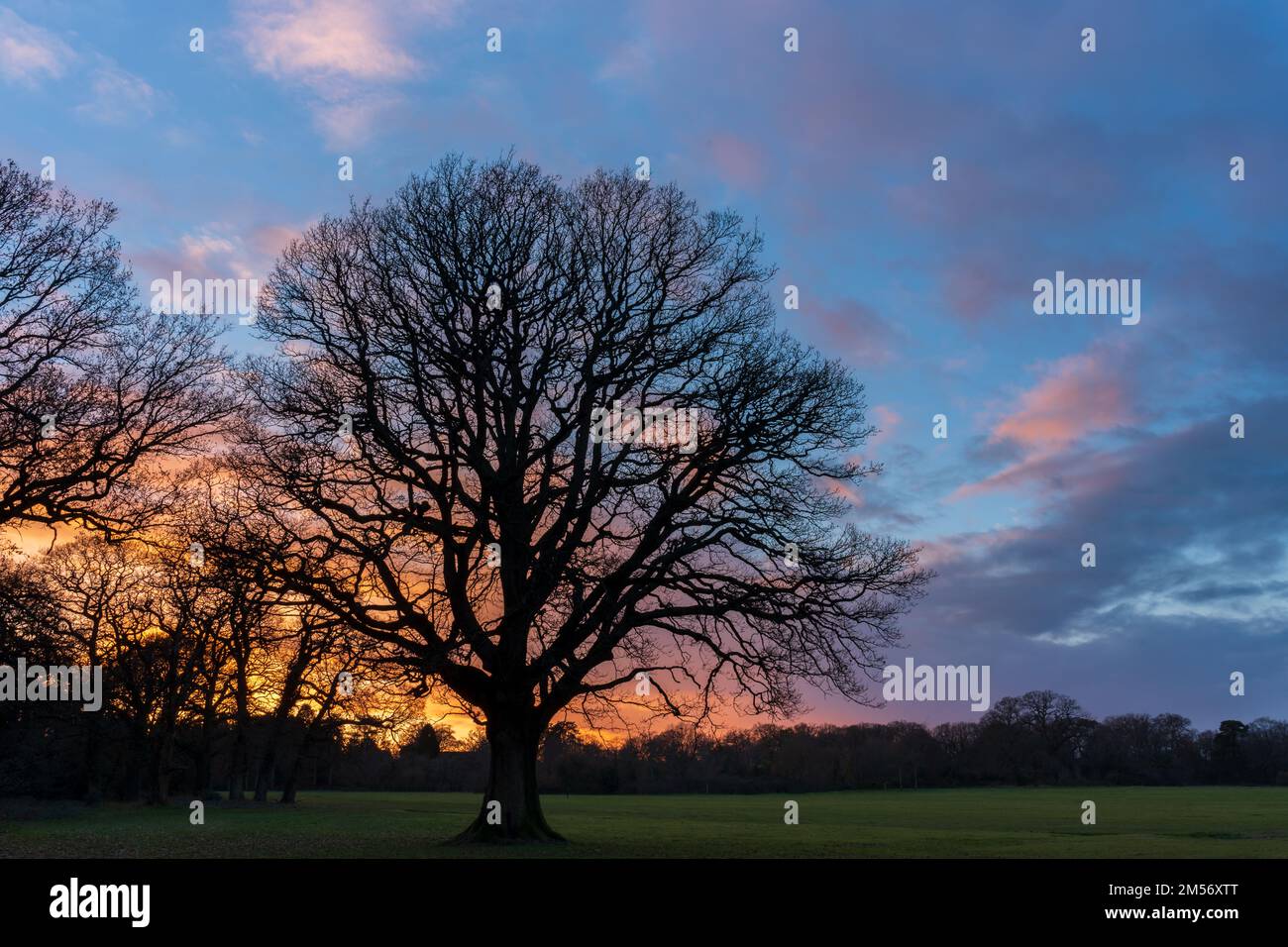 Oak tree southampton common hi-res stock photography and images - Alamy