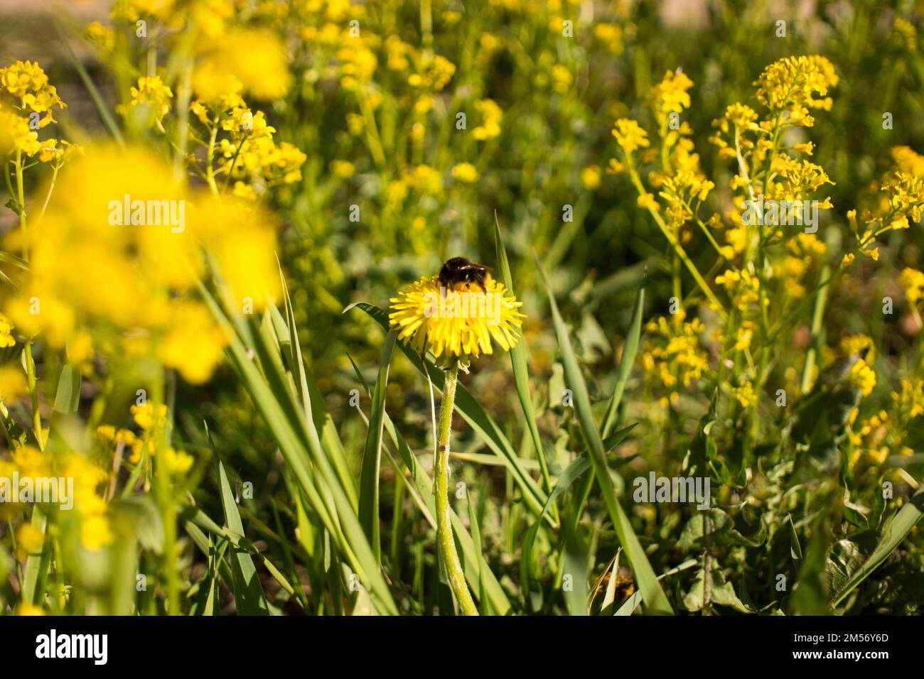 Bumblebee collecting pollen in yellow dandelion flower with diffused ...