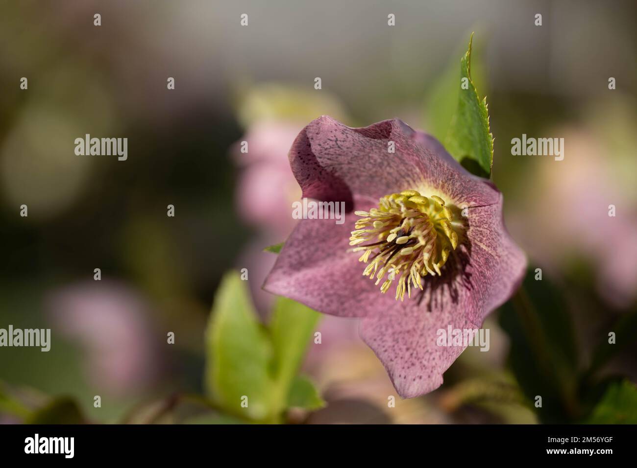 A closeup of the pink, gentle Anemone flower illuminated by sun rays on ...