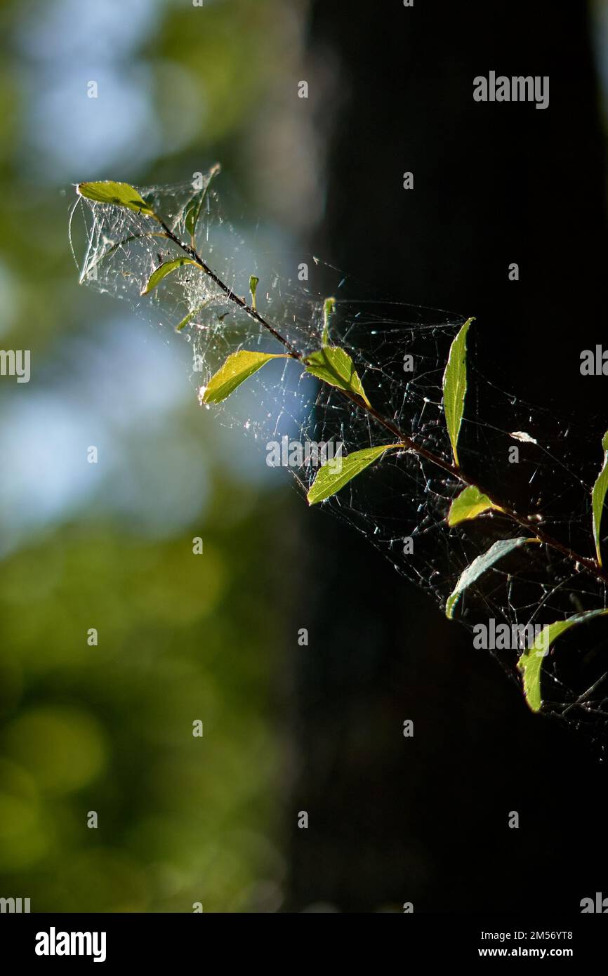 The net of a spider on a tiny tree branch, vertical Stock Photo - Alamy