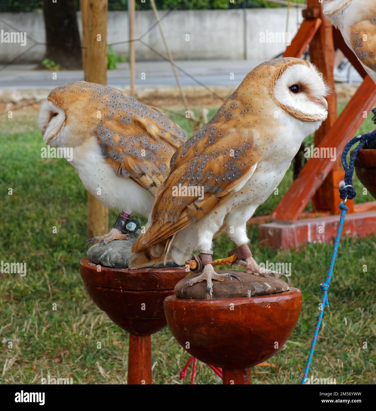 Barn owl tyto alba road hi-res stock photography and images - Alamy