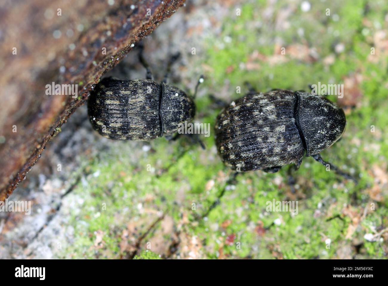 Fungus weevils hi-res stock photography and images - Alamy