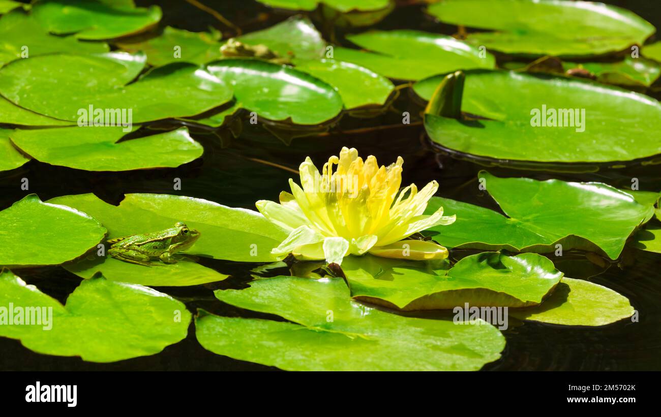 Frog and yellow lotus flower with green leaves in pond Stock Photo - Alamy