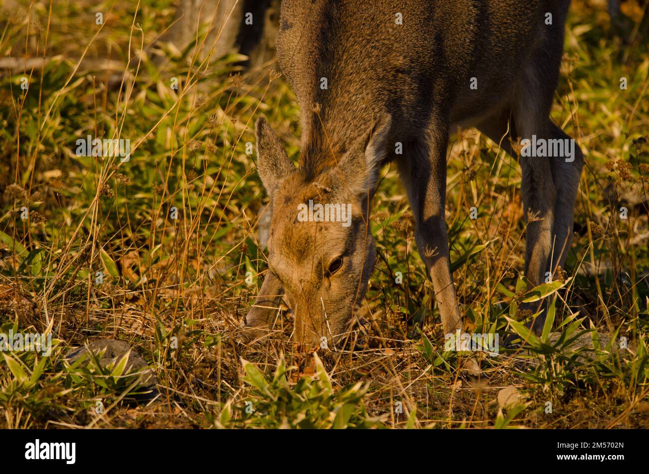 Female sika deer Cervus nippon yesoensis grazing. Shiretoko National ...