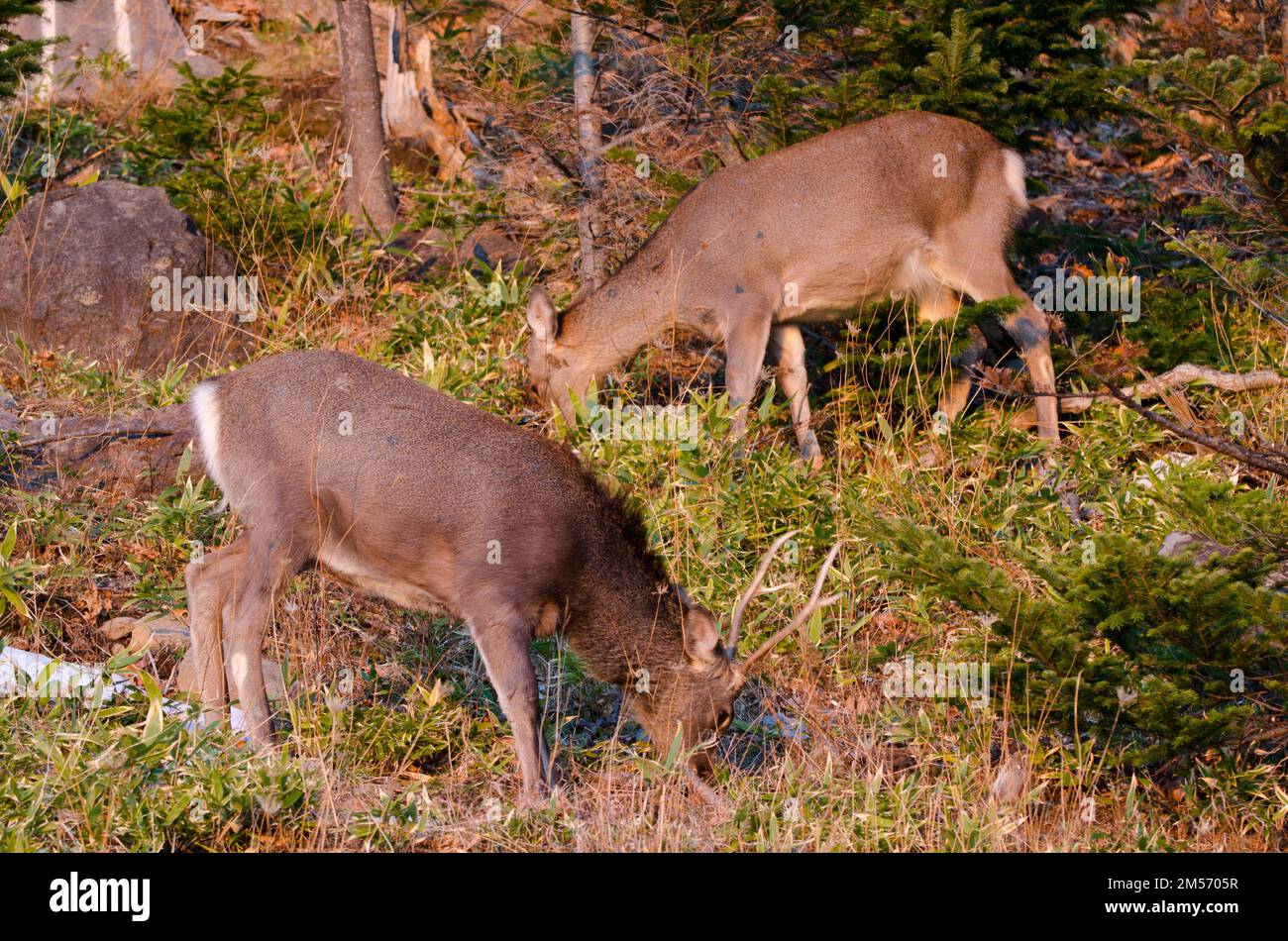 Pair of sika deer Cervus nippon yesoensis grazing. Shiretoko National ...