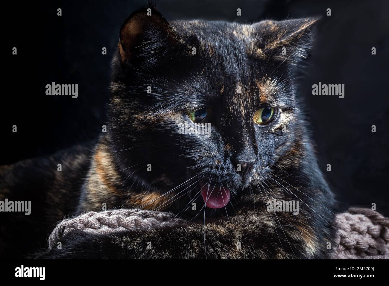 Female Cat with Calico Colored Fur Yawns. Cat with tongue sticking out ...