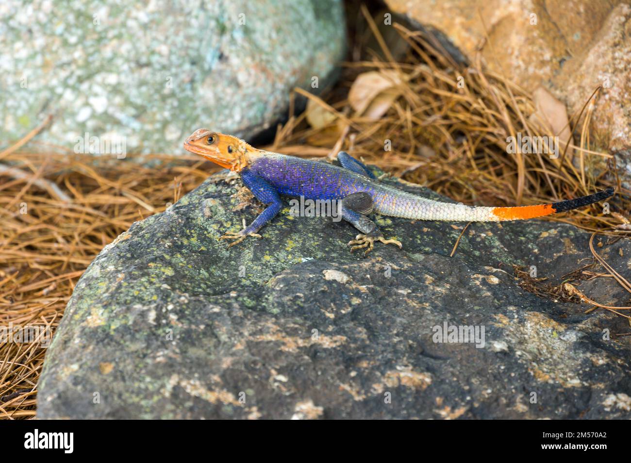 A selective focus of a agamas lizard on a rock on a blurry background ...