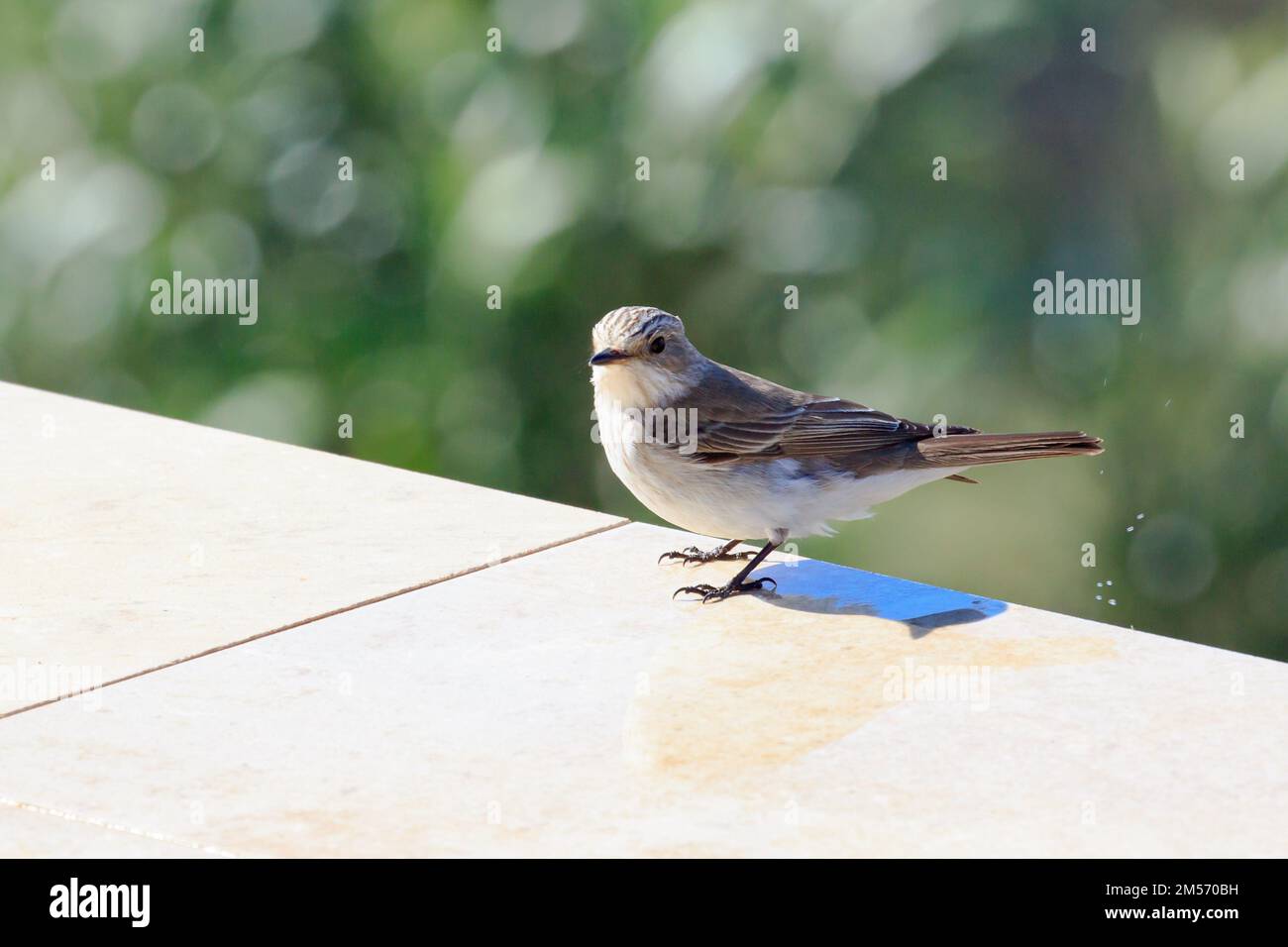 Spotted flycatcher, muscicapa striata, sitting on stone tile, Mallorca ...