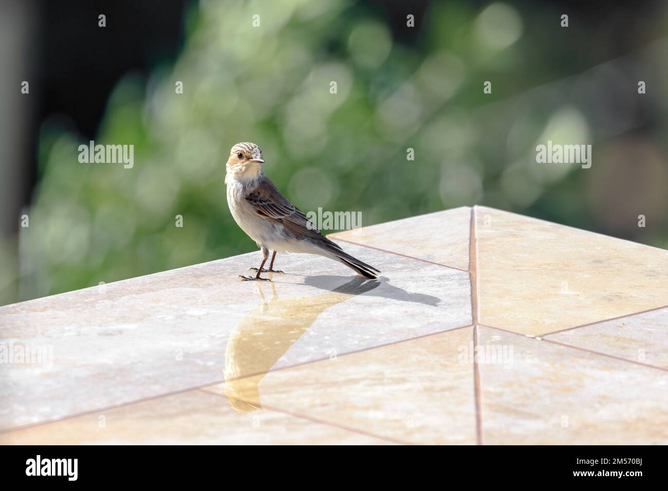 Spotted flycatcher, muscicapa striata, sitting on stone tile with ...