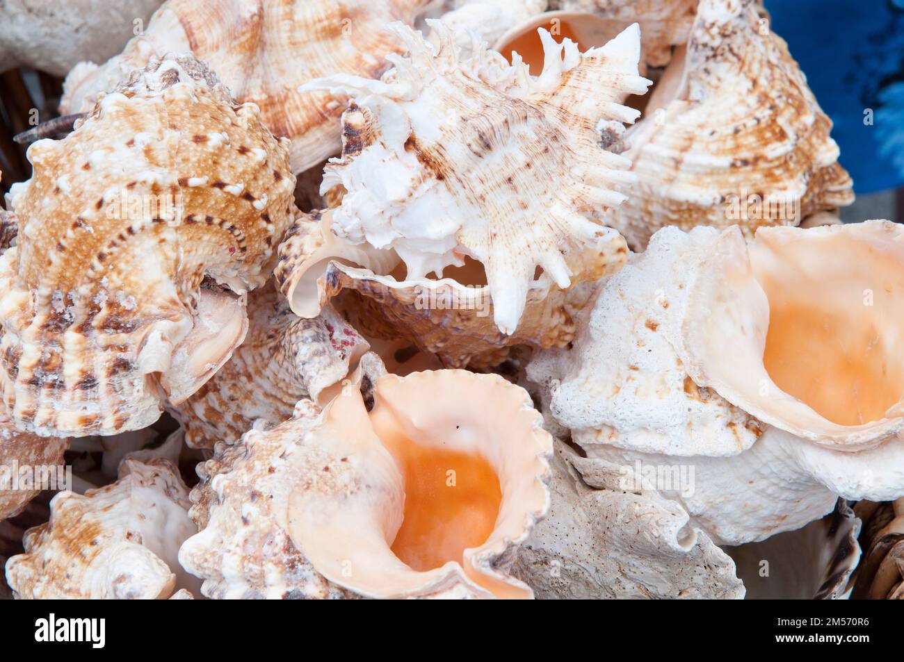 Pile of sea shells in a street market. Spain Stock Photo - Alamy