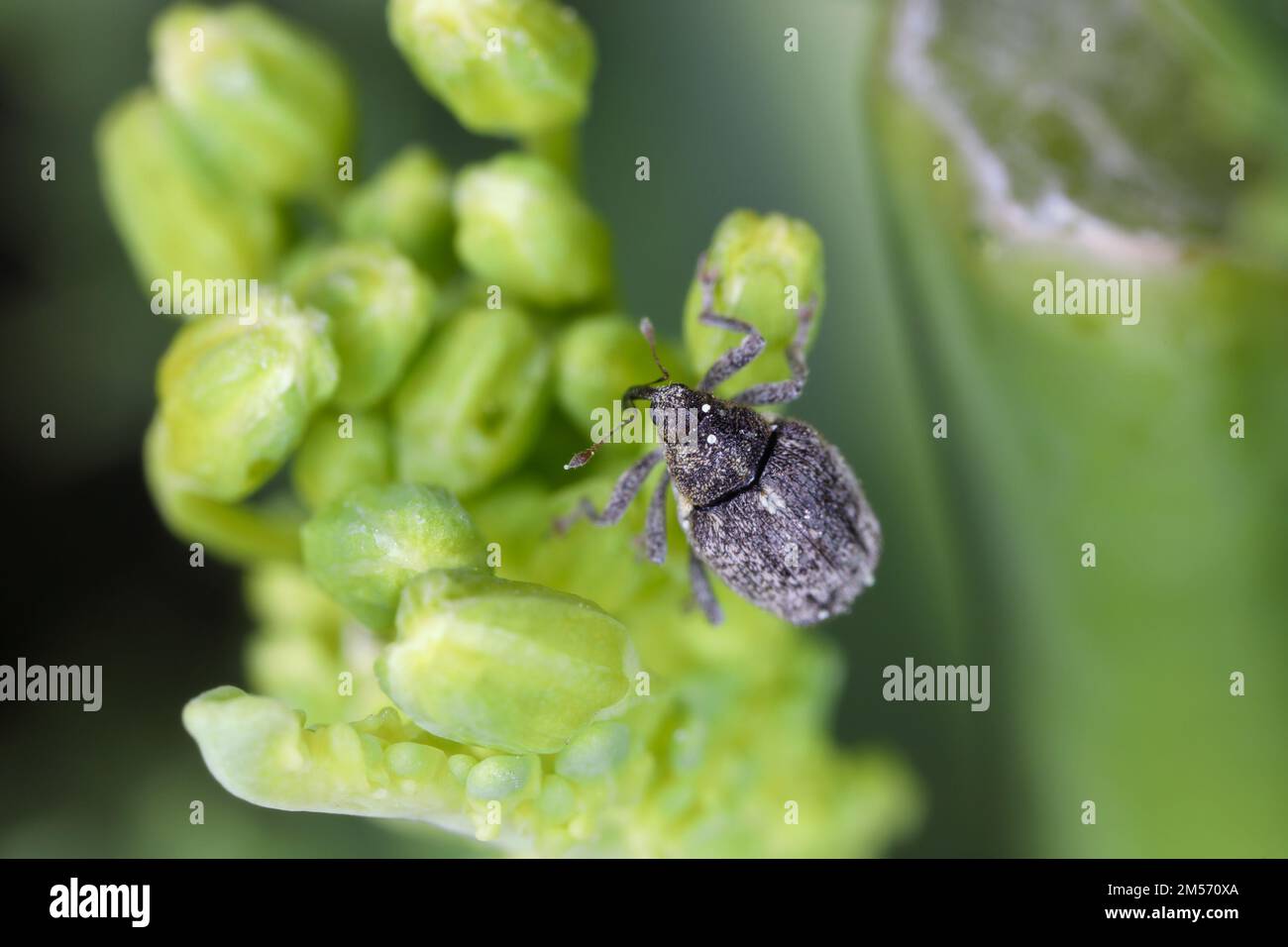 Ceutorhynchus pallidactylus (formerly quadridens) Cabbage Stem Weevil ...