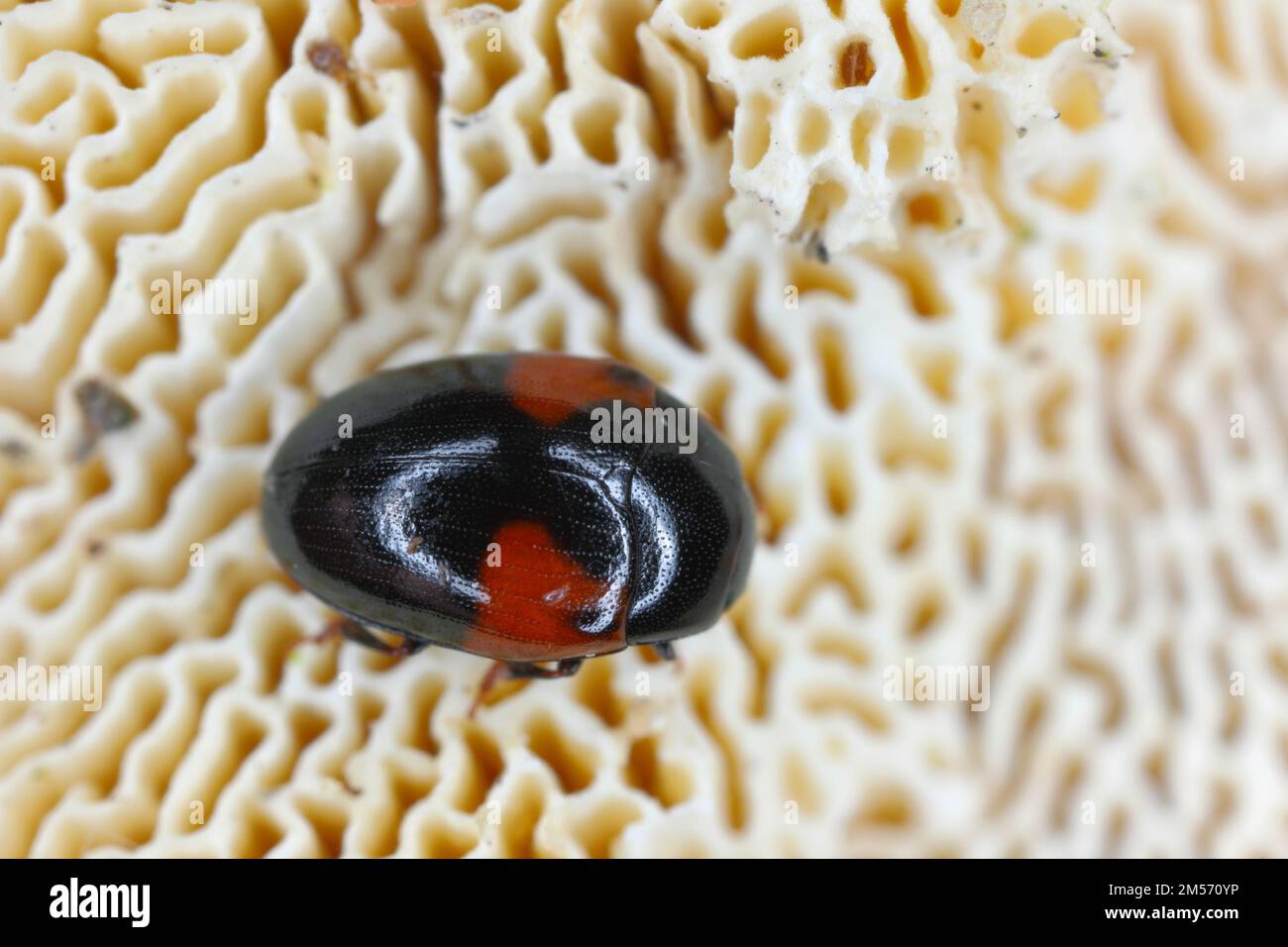 Pleasing, Erotylid fungus beetle (Tritoma bipustulata), imago Stock ...