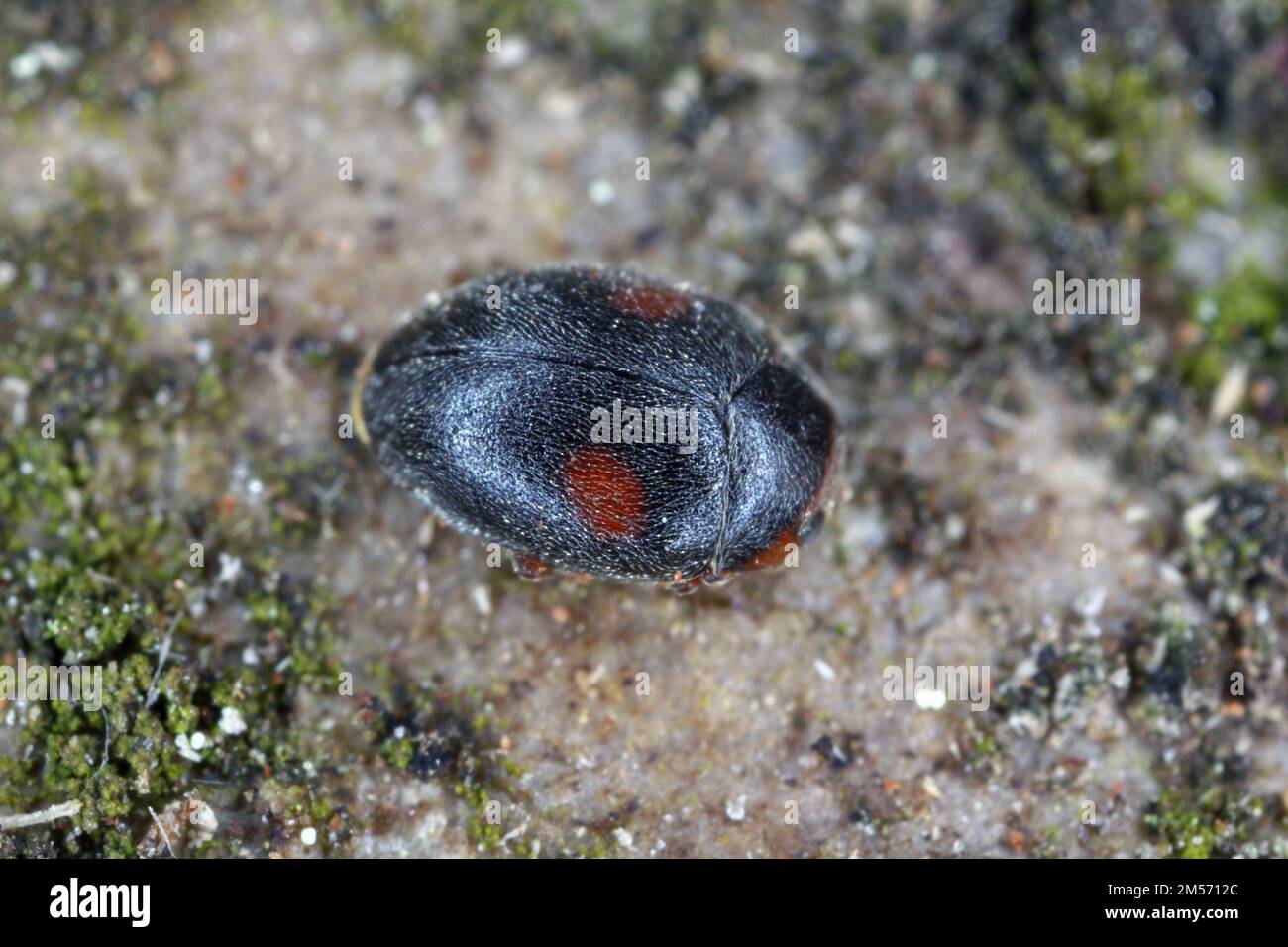 Ladybird Beetle Scymnus frontalis. A small, predatory ladybug that ...