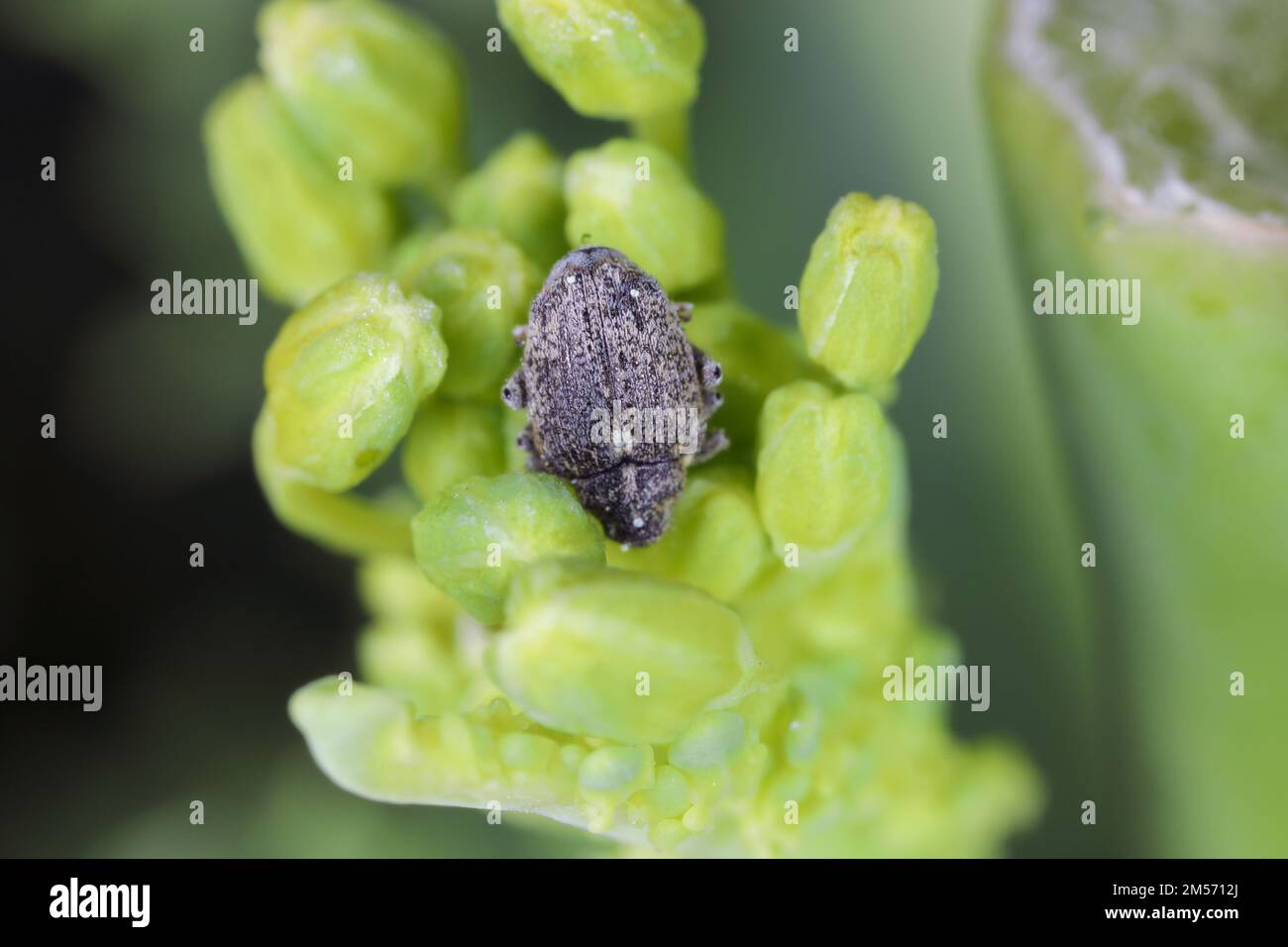 Ceutorhynchus pallidactylus (formerly quadridens) Cabbage Stem Weevil ...