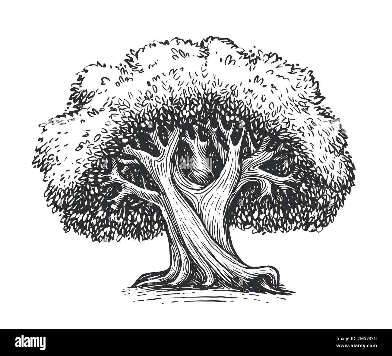Olive tree with leaves and fruits in vintage style. Agriculture sketch ...