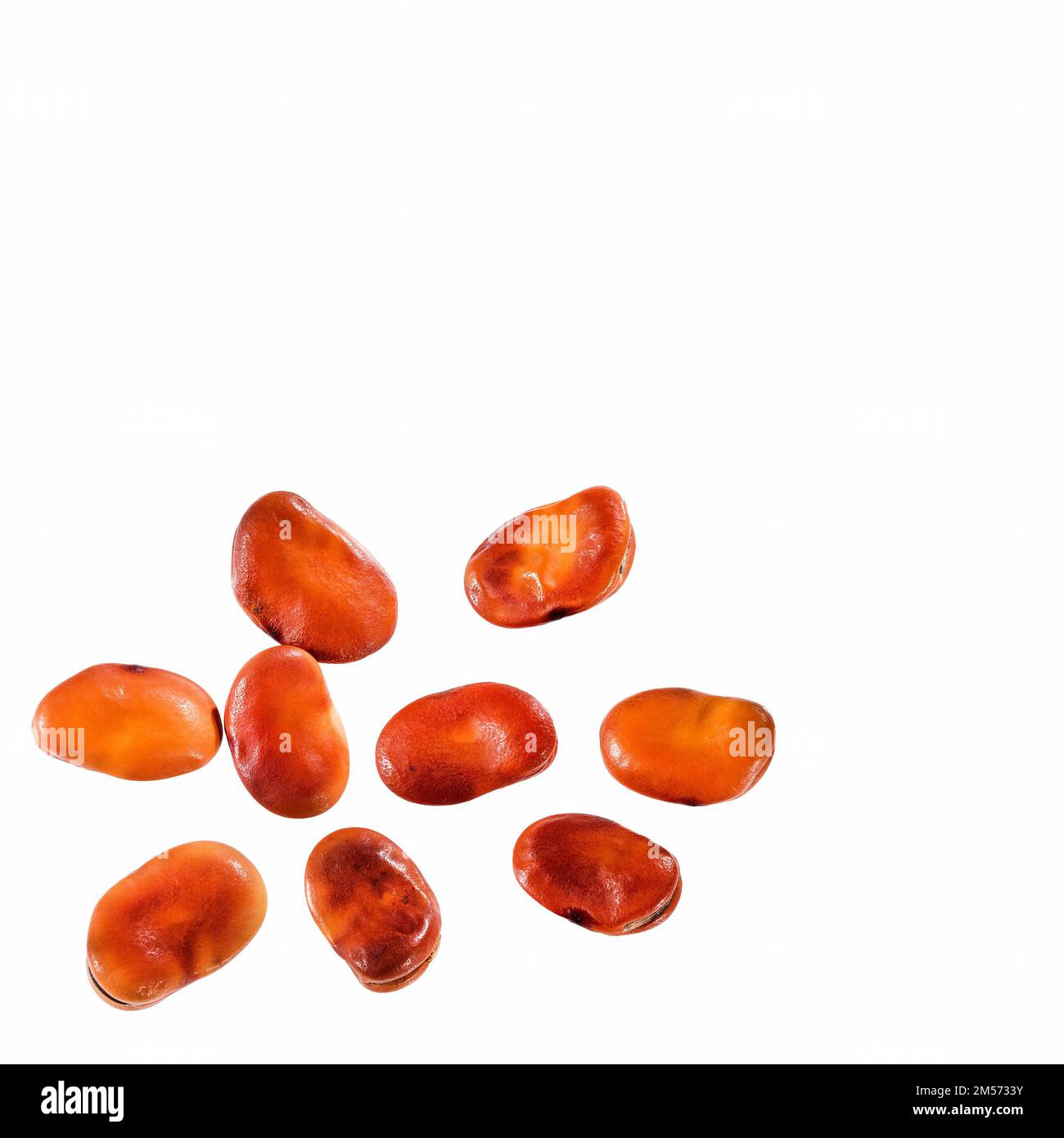 Vicia faba bean plant Cut Out Stock Images & Pictures - Alamy