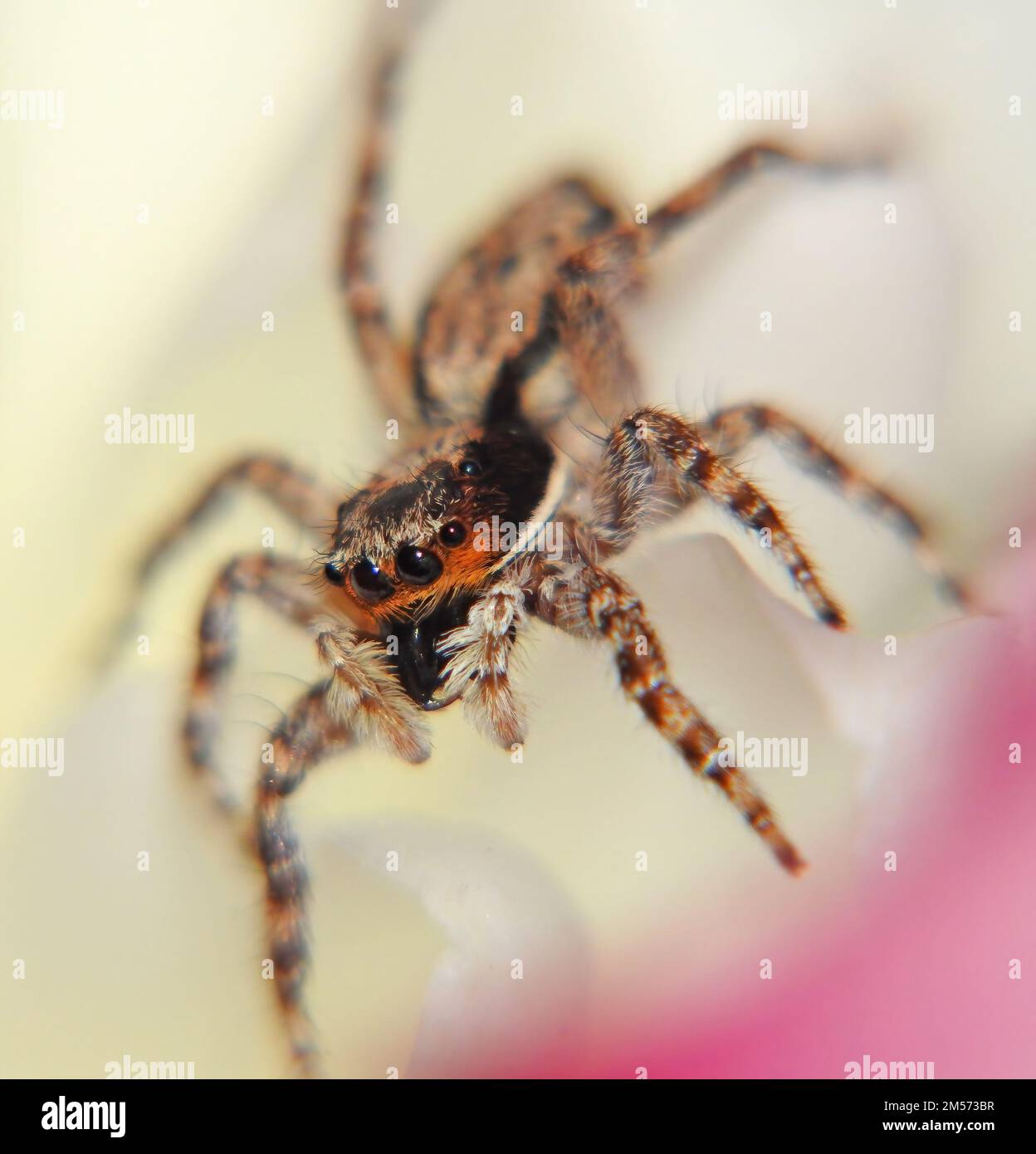 Spider wall hi-res stock photography and images - Alamy