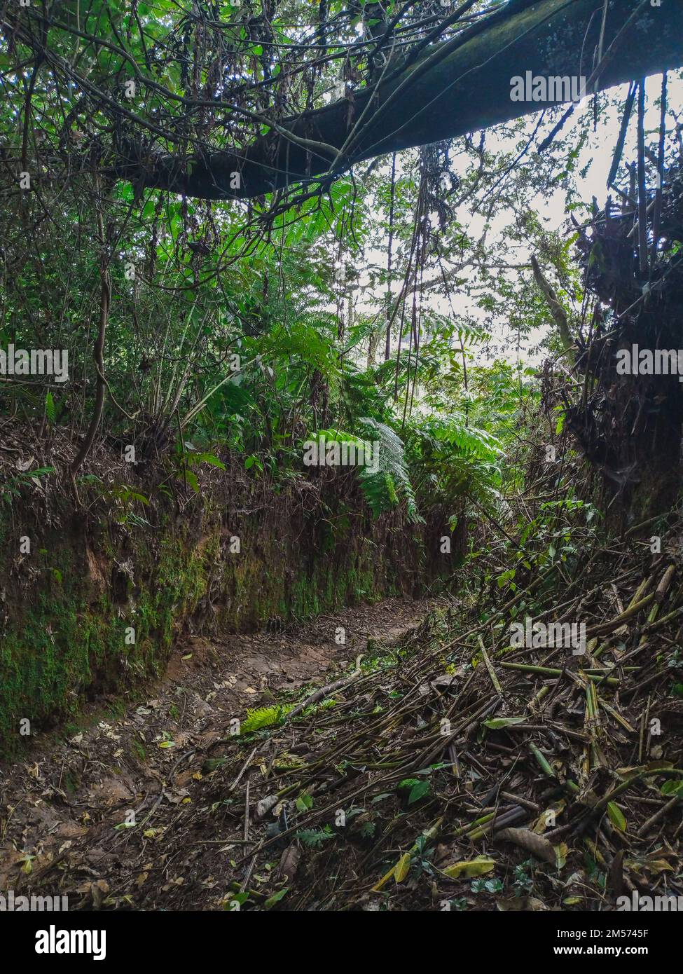 road through the Colombian jungle, surrounded by trees, crossing ...