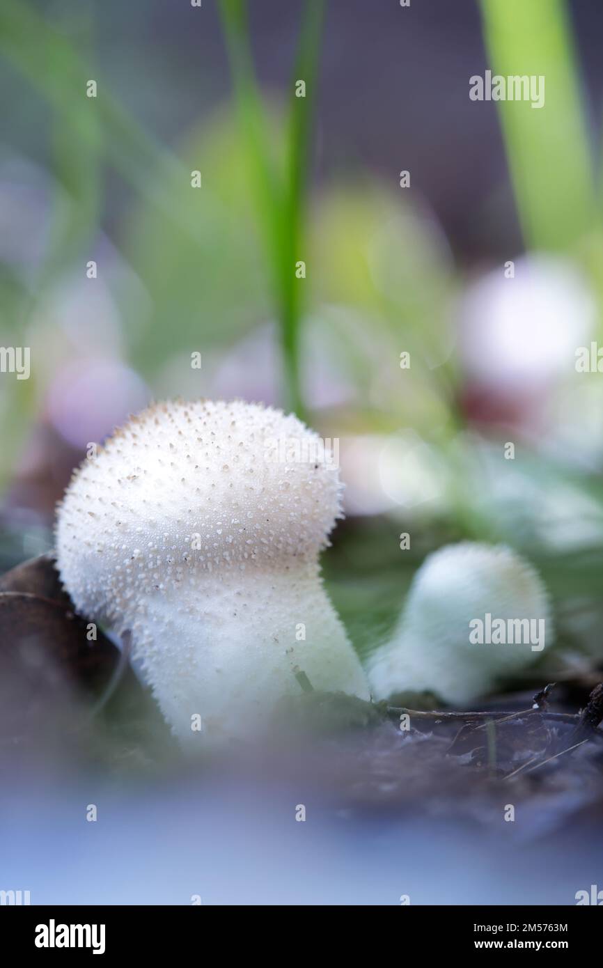 Small white mushroom with a lot of texture typical of coniferous ...