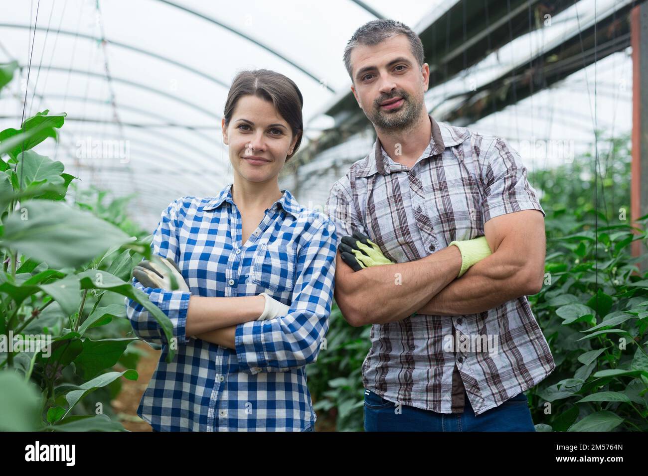 Successful farmer couple on plantation of eggplants in greenhouse Stock ...
