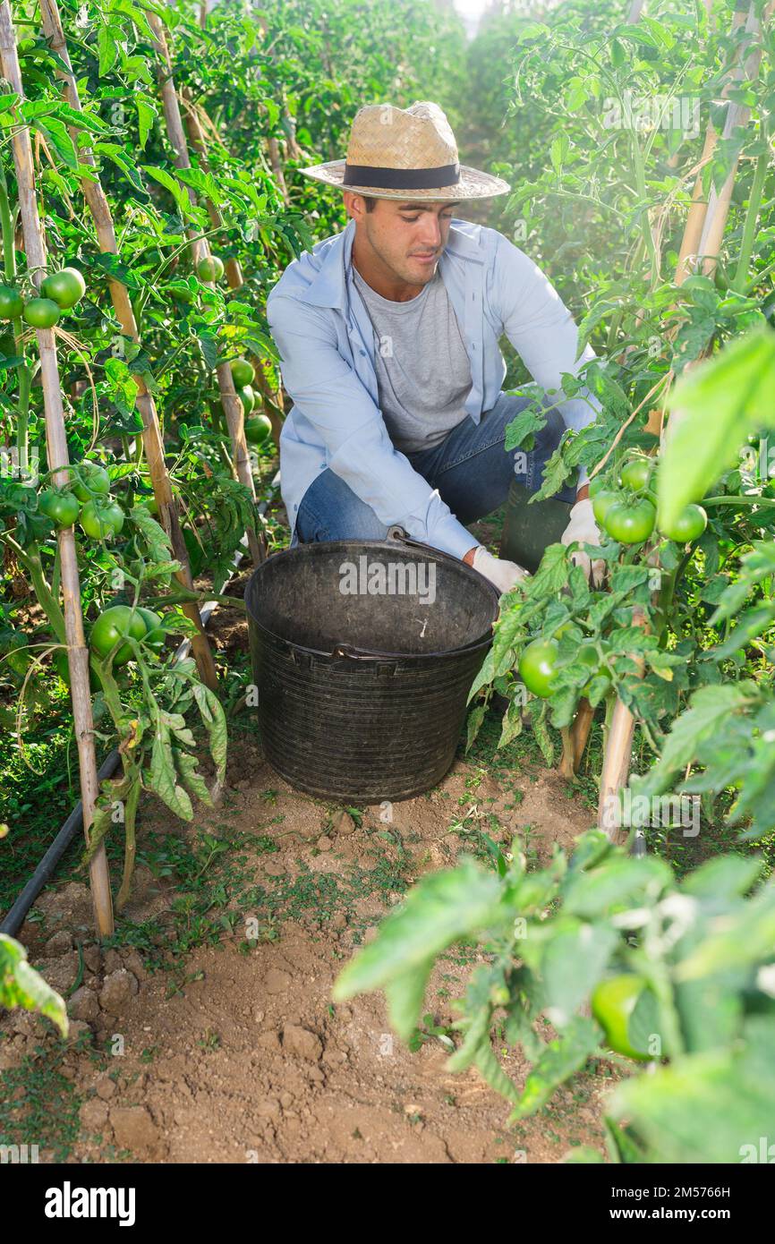 Young gardener gathering crop of tomatoes in vegetable garden Stock ...