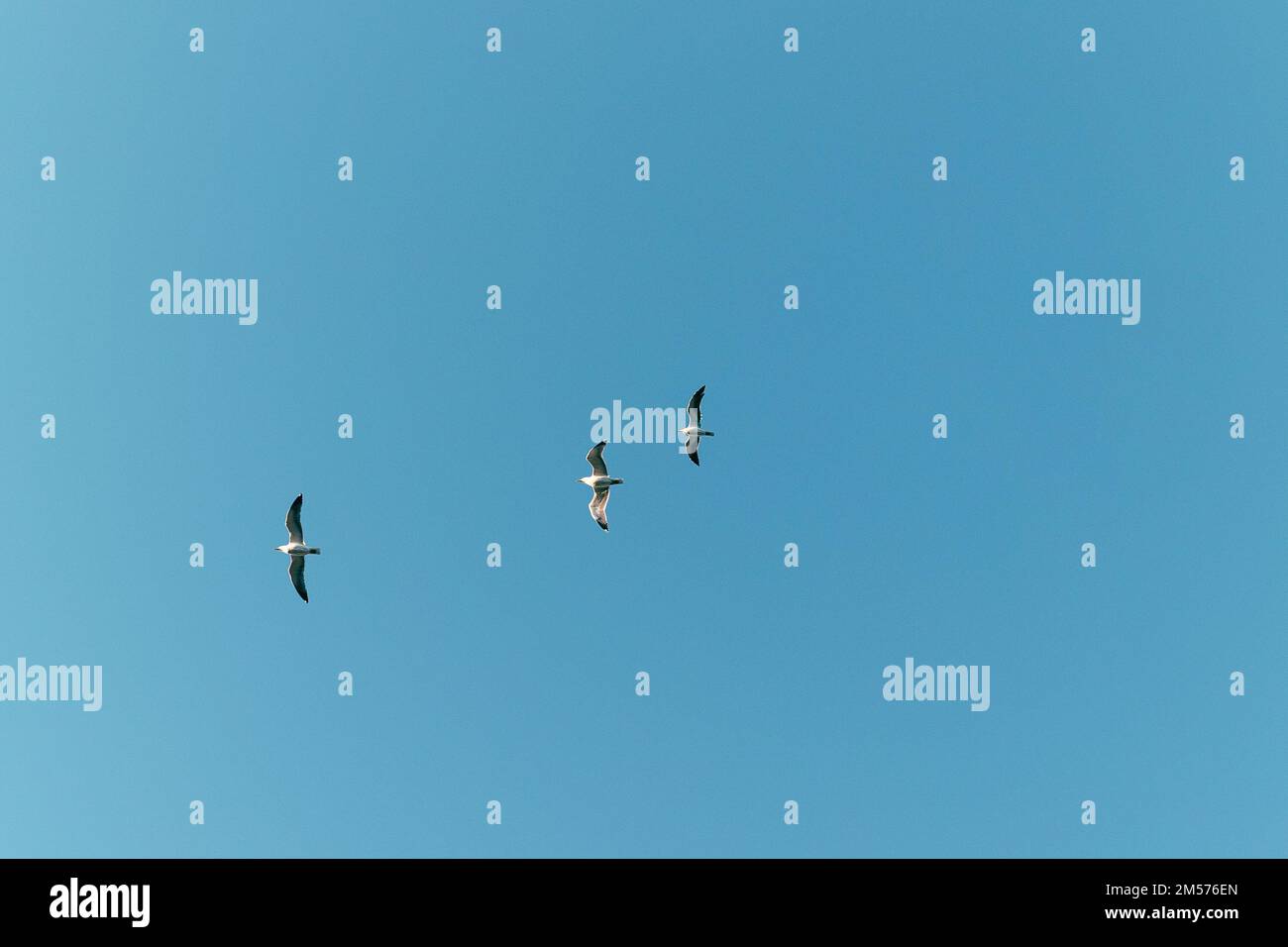 A low angle of three birds flying high in the sky with their wings wide ...