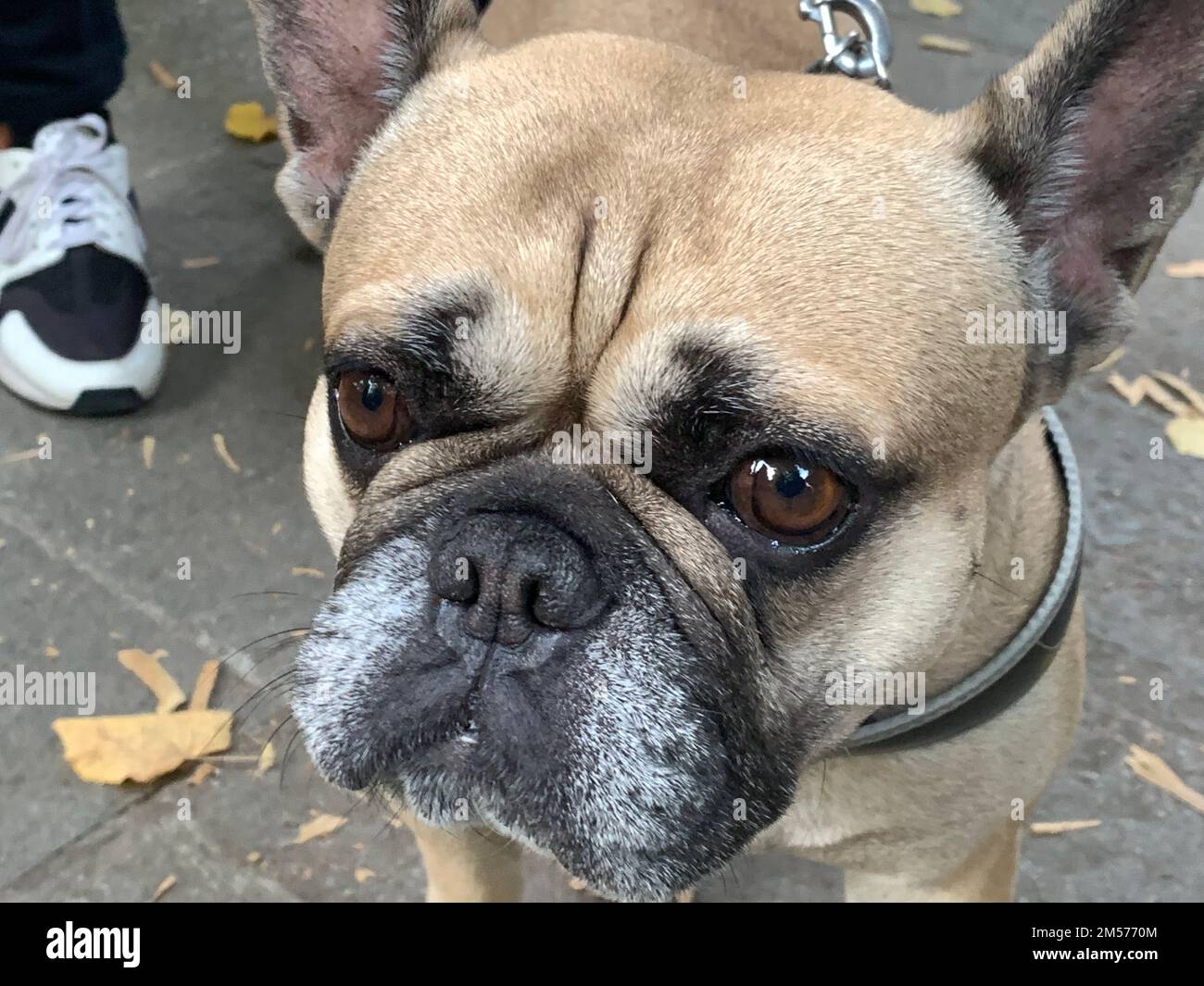 portrait of a sad French bulldog breed dog Stock Photo - Alamy