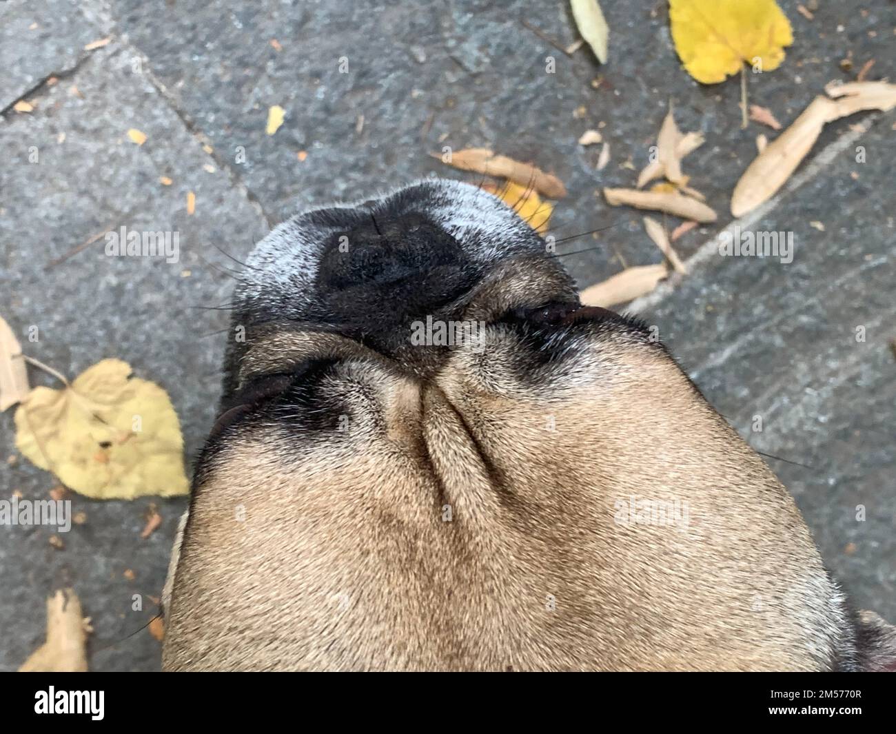 portrait of a sad French bulldog breed dog Stock Photo - Alamy