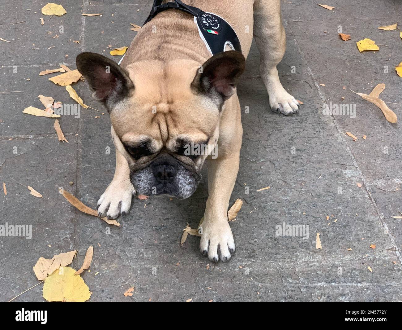 portrait of a sad French bulldog breed dog Stock Photo - Alamy