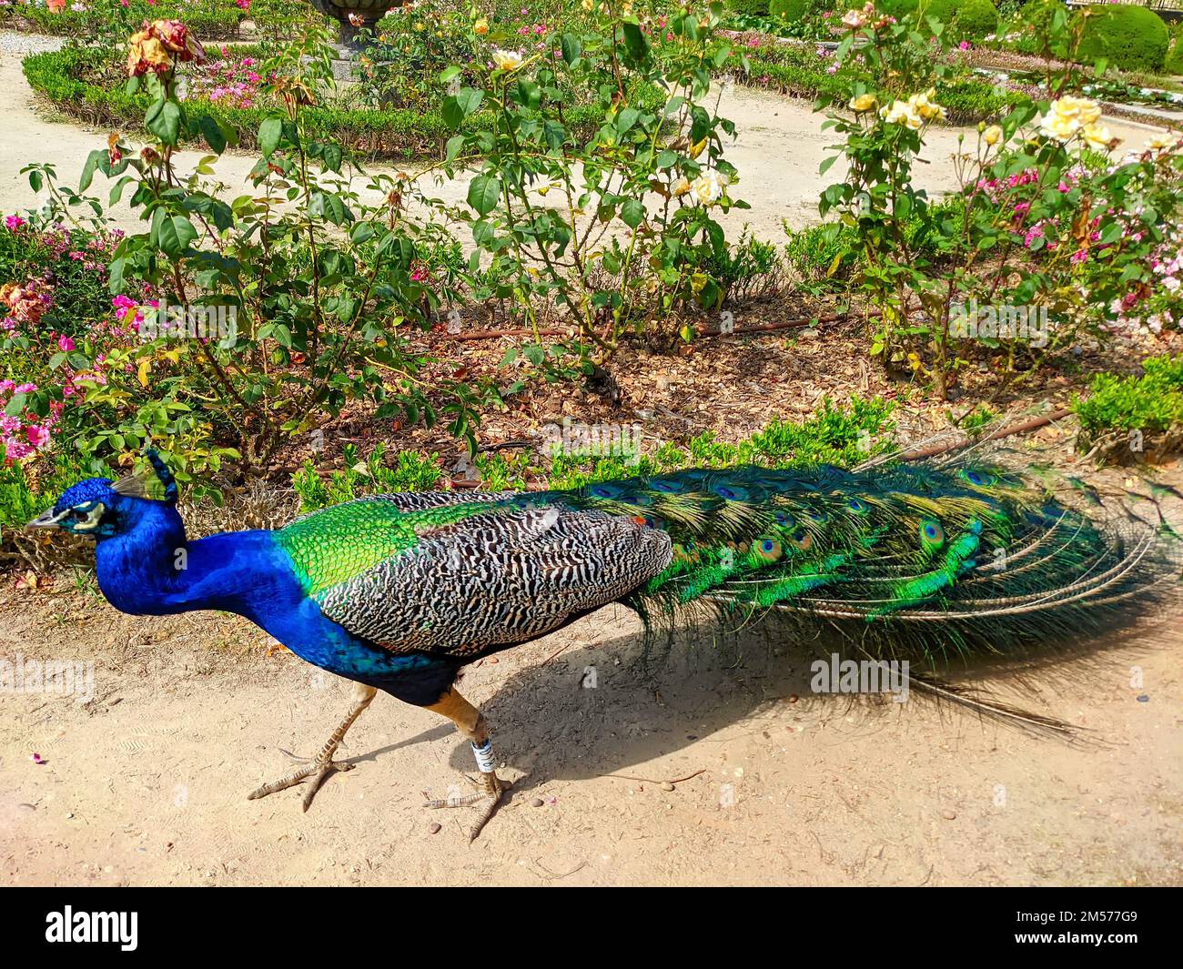 Peacock walking in park rosarium of Jardim do Palacio de Cristlal among ...
