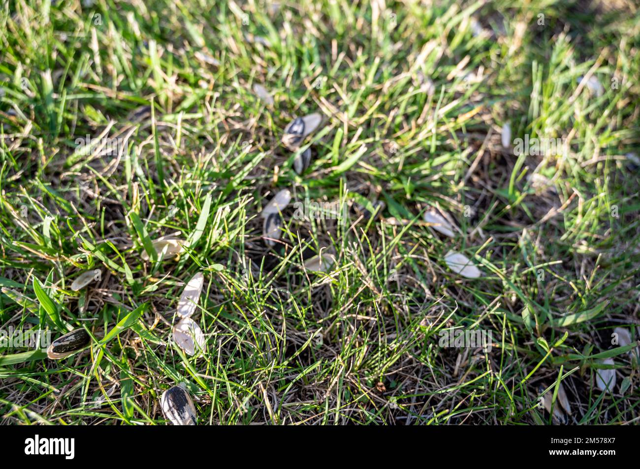Empty sunflower seed shells tossed in on the ground and grass Stock ...