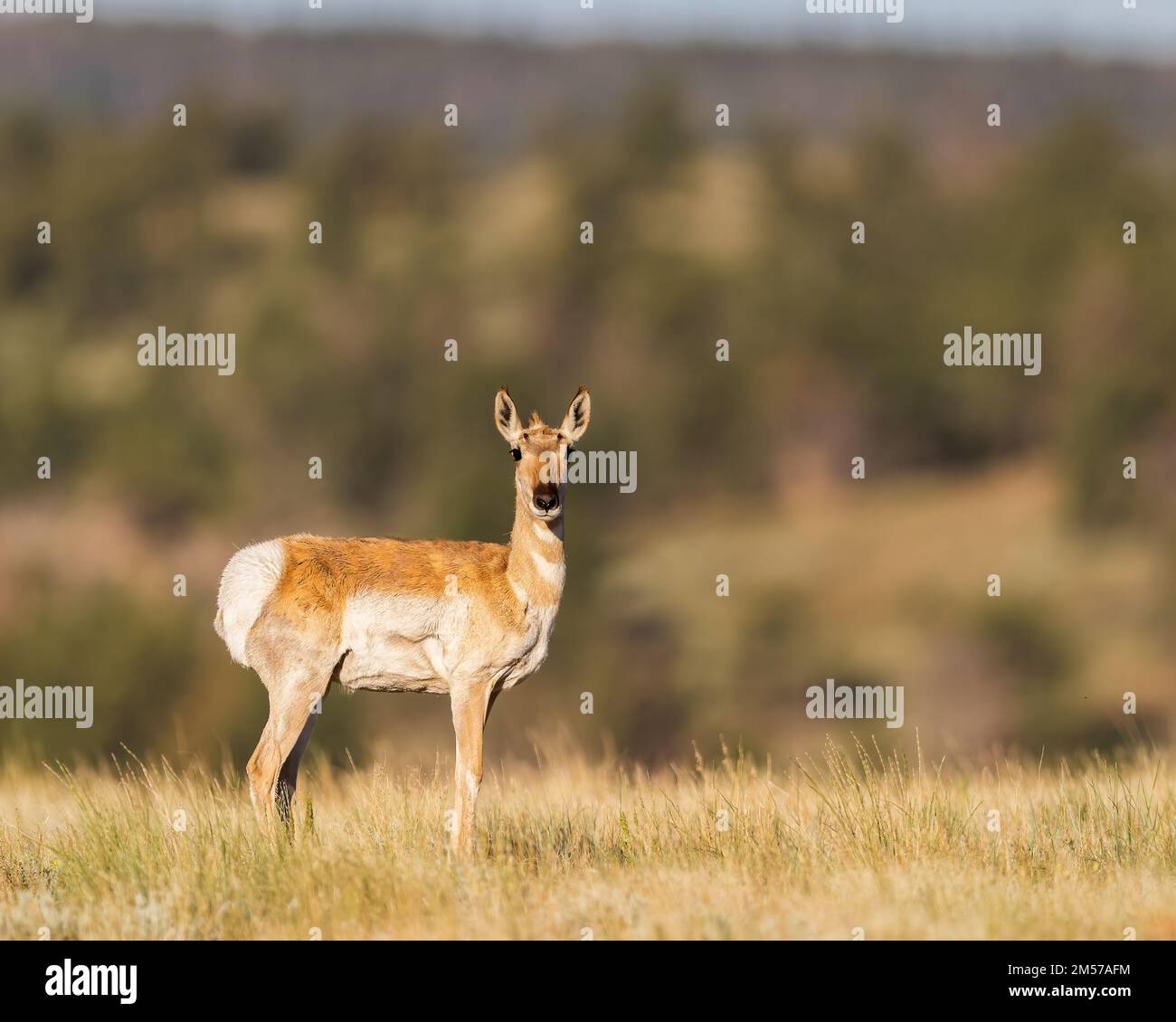Antelope stands alert hi-res stock photography and images - Alamy