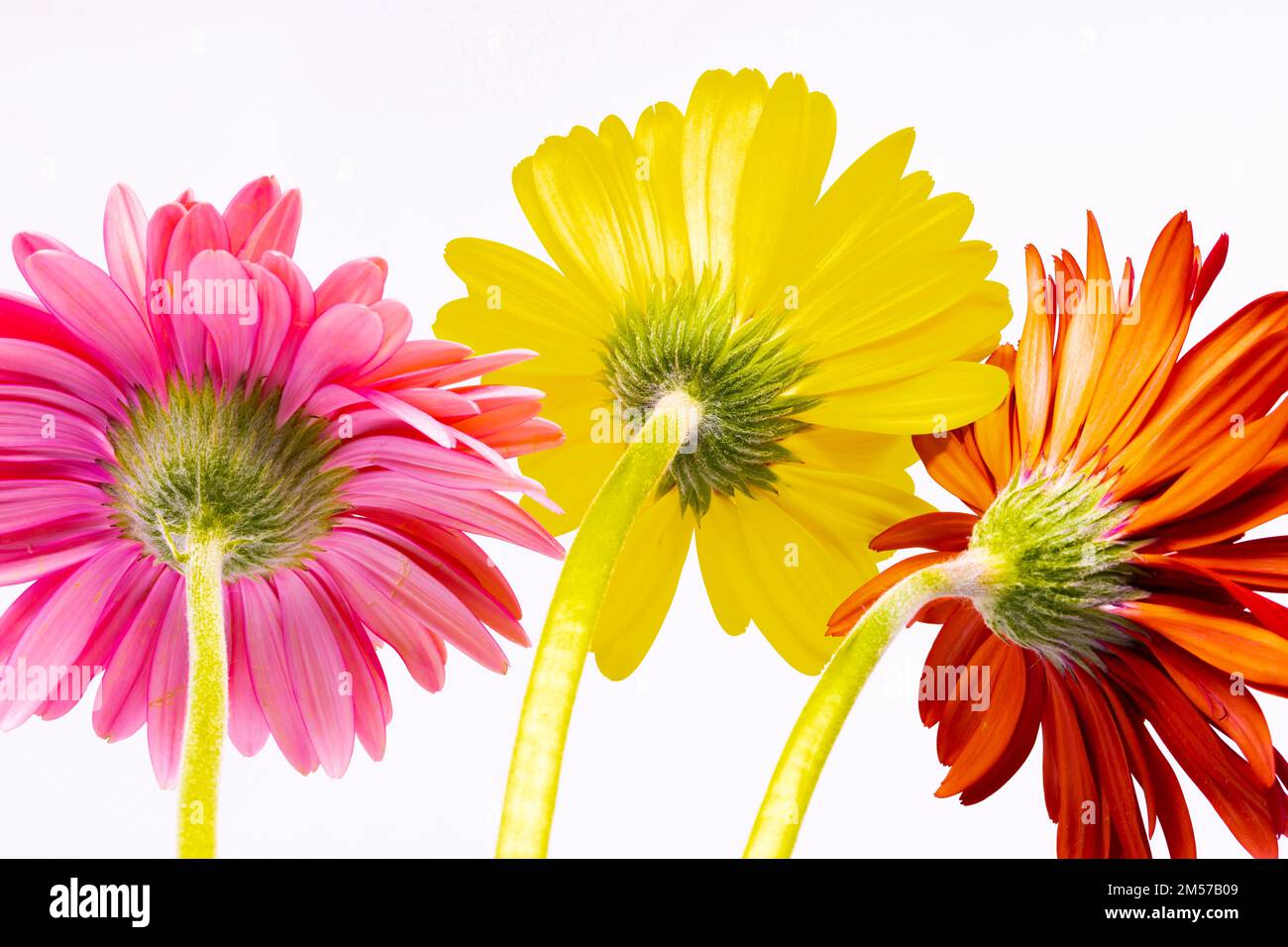 Image of Gerbera flowers with stems, vibrant colors and white ...