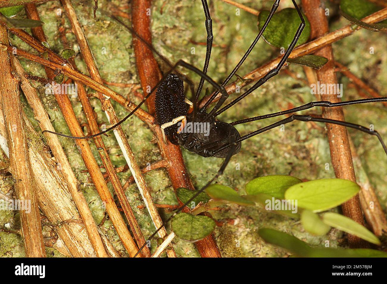Black long-jawed harvestman (Pantopsalis sp Stock Photo - Alamy