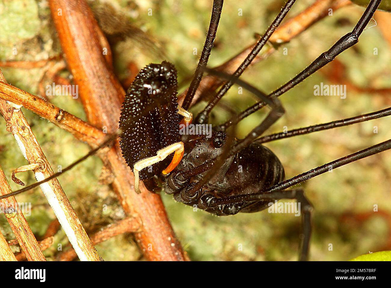 Neopilionidae hi-res stock photography and images - Alamy