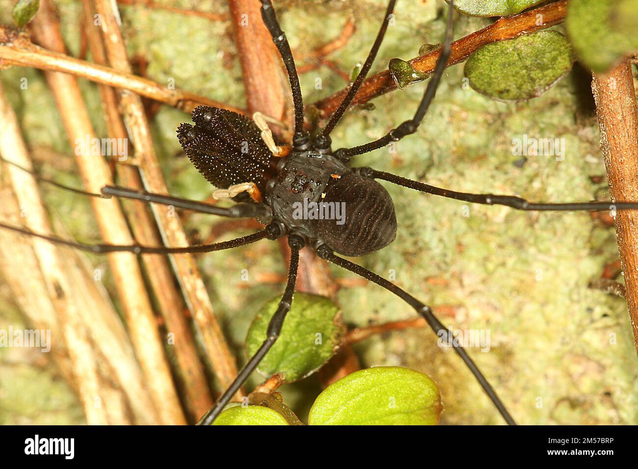 Neopilionidae hi-res stock photography and images - Alamy