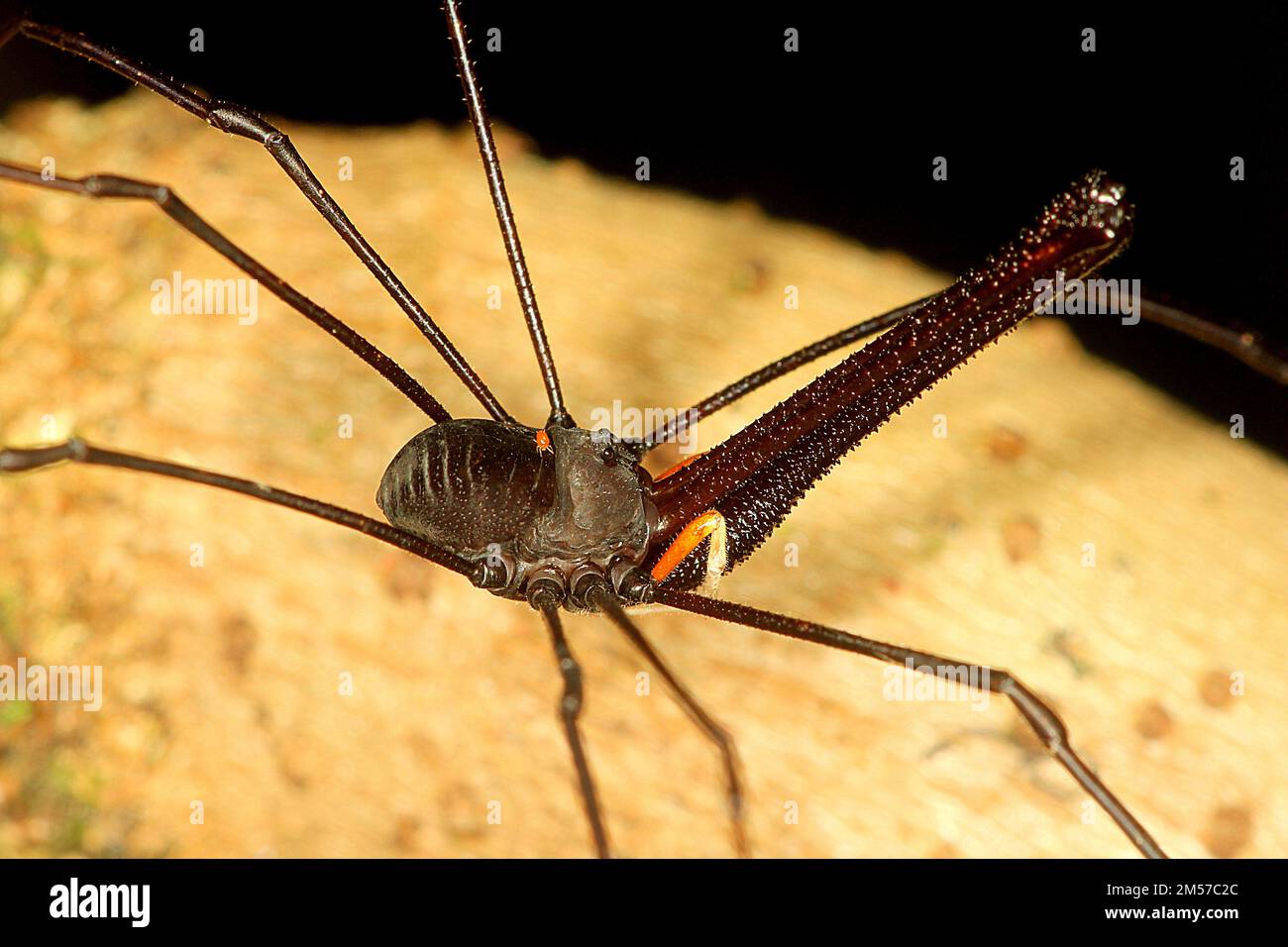 Black long-jawed harvestman (Pantopsalis sp Stock Photo - Alamy