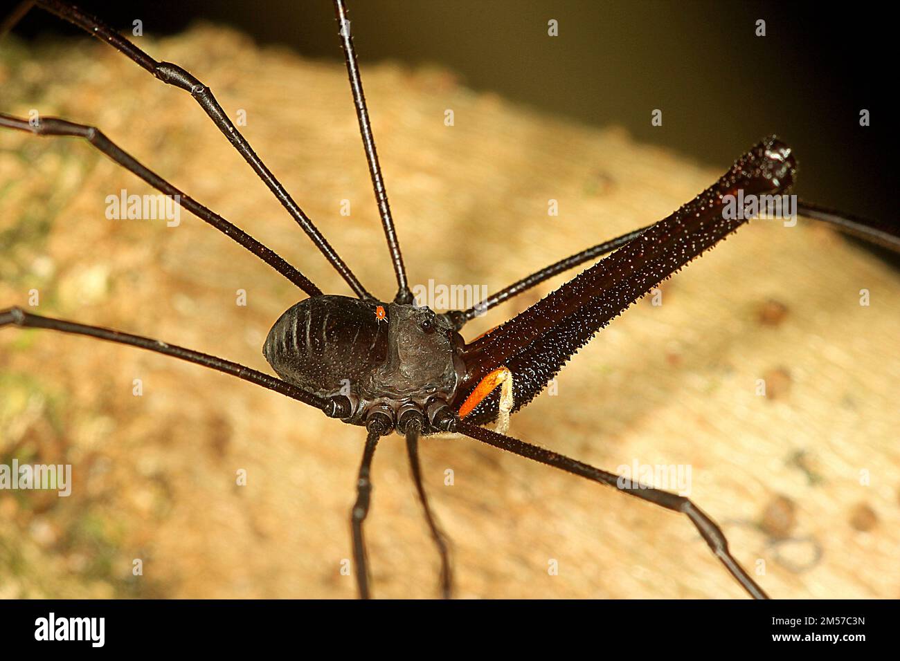 Black long-jawed harvestman (Pantopsalis sp Stock Photo - Alamy